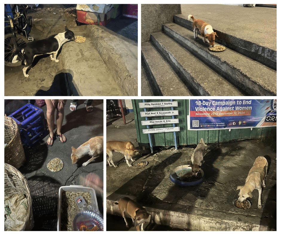 John's Stray Dog and Cat Feeding Initiative - Salt Water Digital